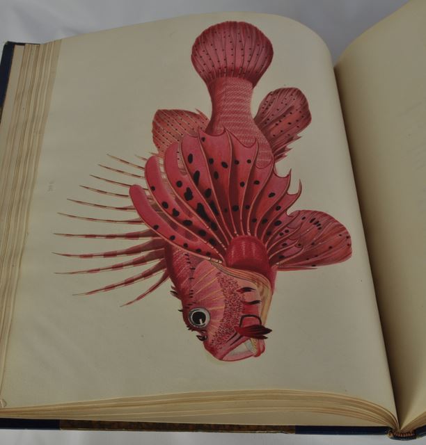 book: Rare and Curious Fishes – Cedar Tree Antiques